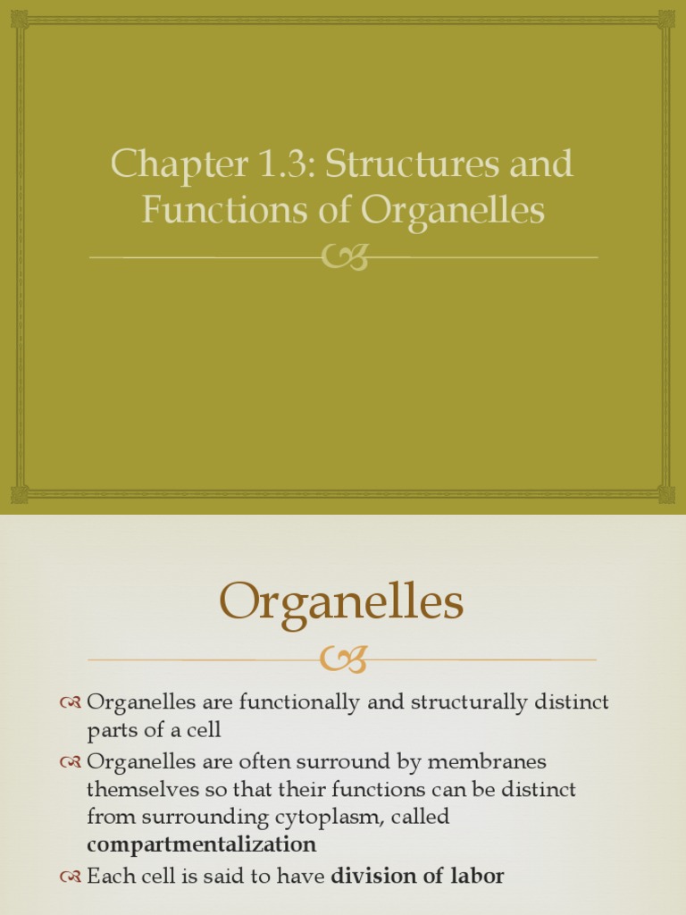 Cell Organelles: Structure and Function | PDF | Endoplasmic Reticulum ...