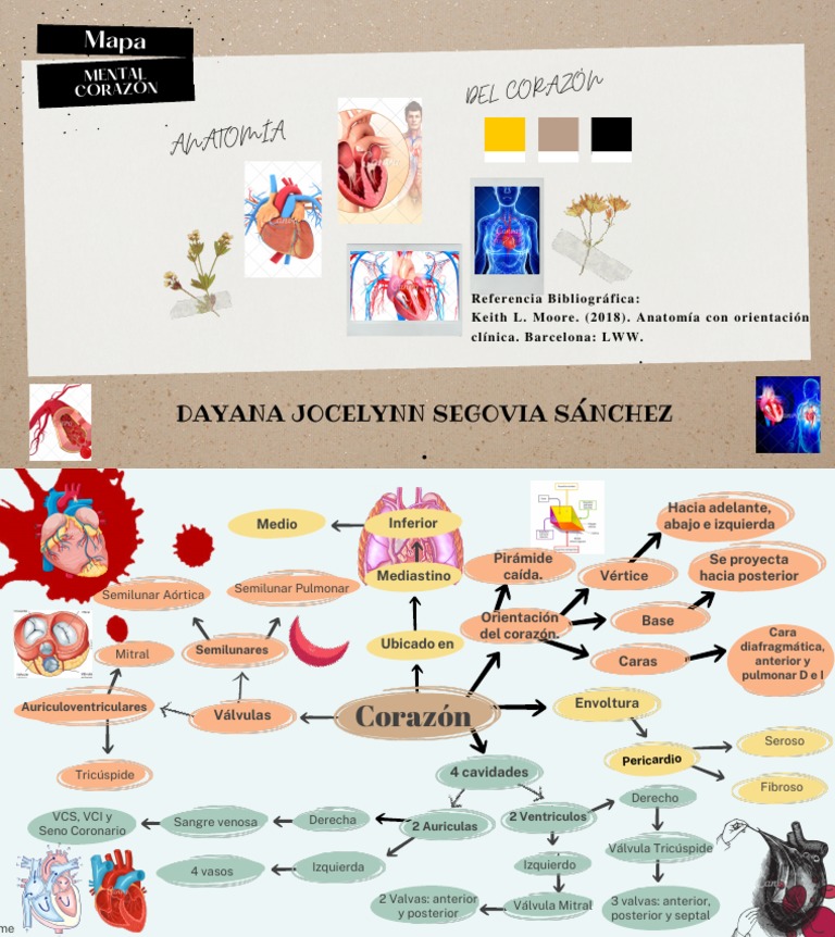 Mapa conceptual del corazón humano | PDF | Corazón | Órgano (anatomía)