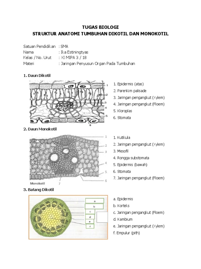 Anatomi Tumbuhan Dikotil & Monokotil | PDF