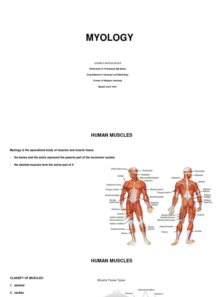 MYOLOGY მიოლოგია | PDF | Foot | Human Leg