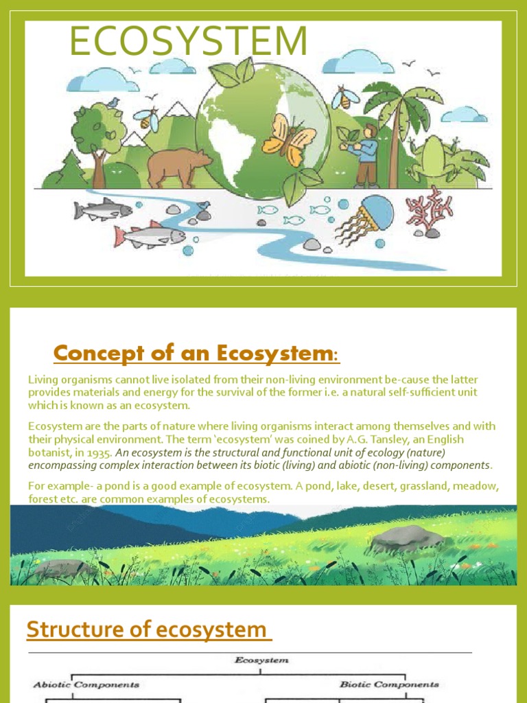 Ecosystem | PDF | Ecosystem | Food Web