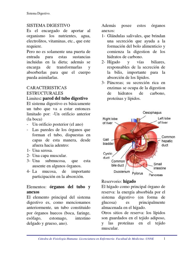 Sistema Digestivo Pdf Digestión Sistema Digestivo Humano
