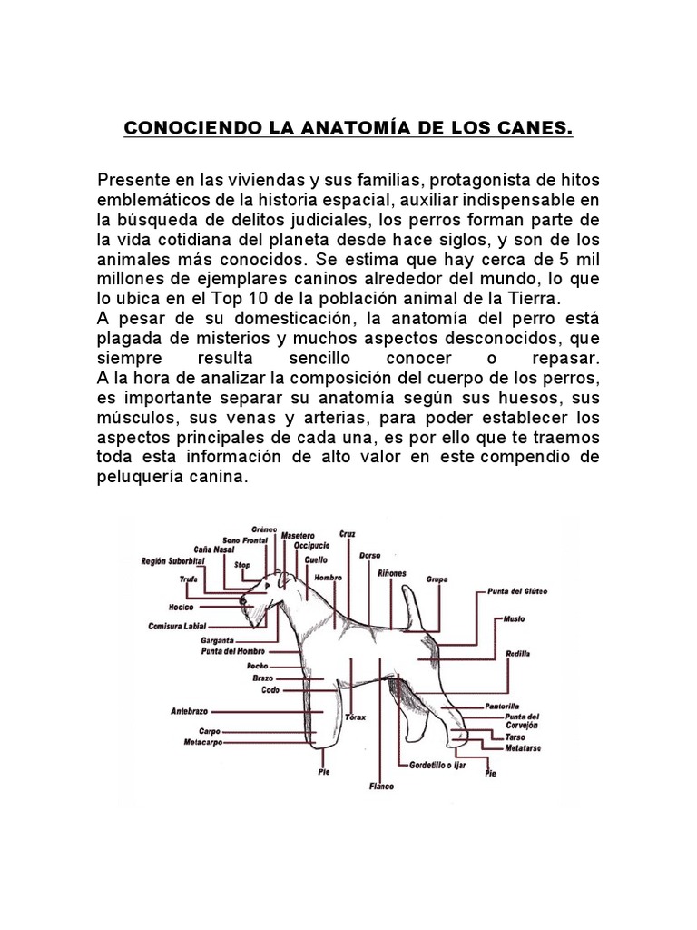 Comprendiendo la anatomía canina: Un repaso detallado de los huesos ...