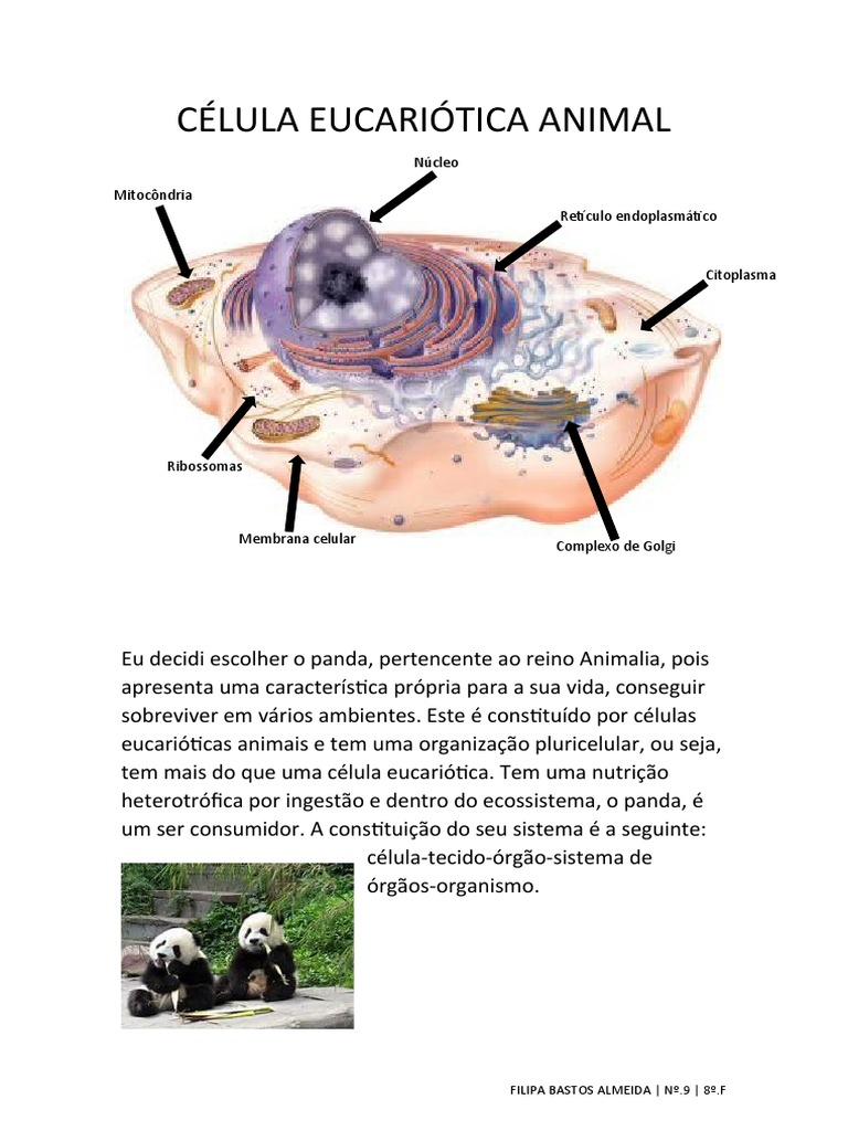 Estrutura da Célula Eucariótica Animal | PDF | Ciências e Matemática
