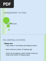 Pig Farming Layout and Planning Guide | PDF | Livestock | Domestic Pig