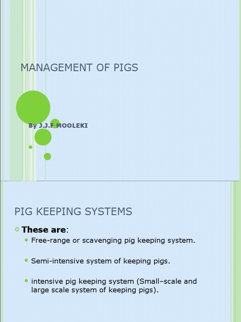 MANAGEMENT OF PIGS Present | PDF | Pig | Mammals