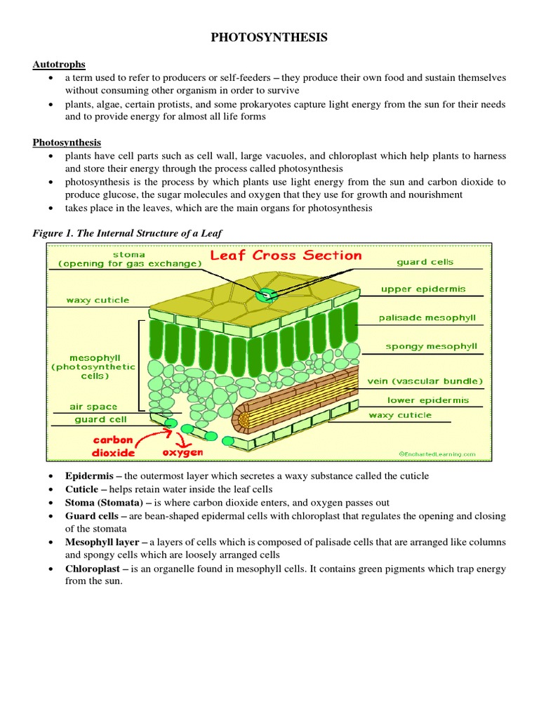 Photosynthesis and Cellular Respiration | PDF