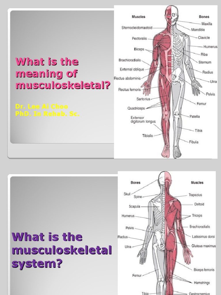 Musculoskeletal Definition | PDF