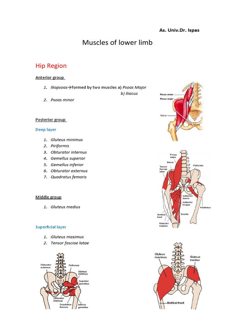 Muscles of Lower Limb | PDF | Human Leg | Hip