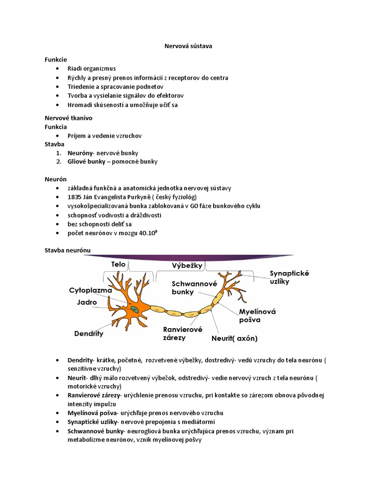 Nervova Sustava G | PDF