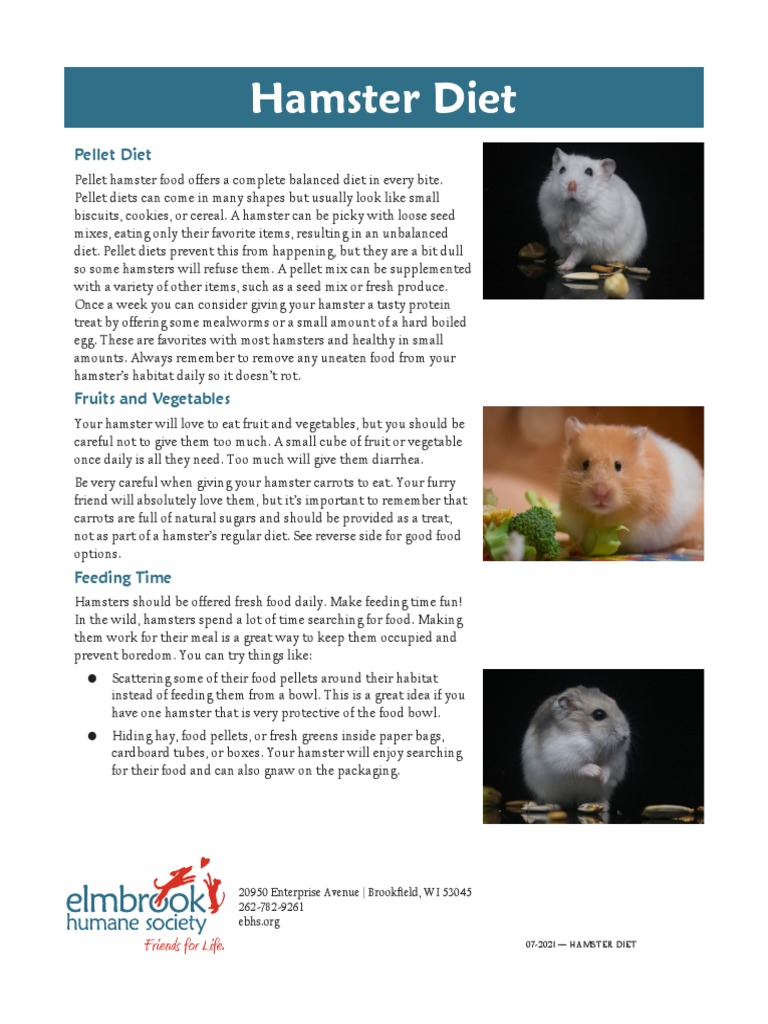 Hamster Diet Final | PDF | Foods | Nutrition