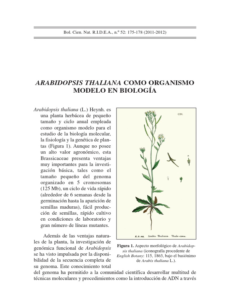 Arabidopsis thaliana: Organismo Modelo en Biología | PDF | Genoma ...