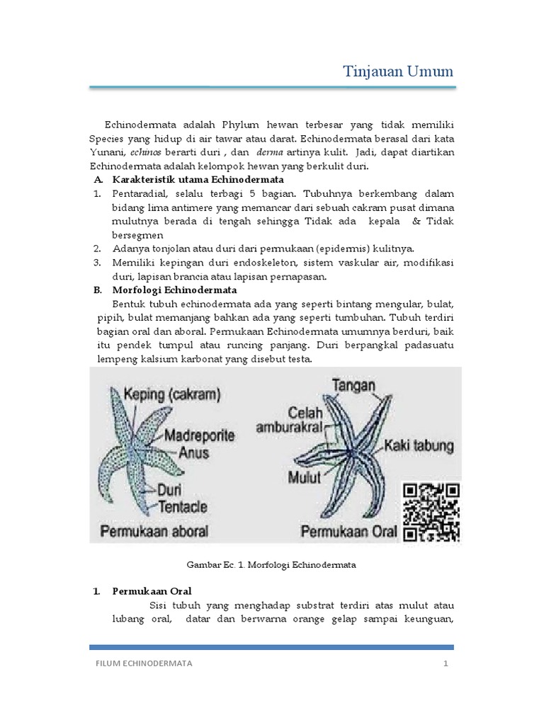 Flipbook Echinodermata-1 | PDF