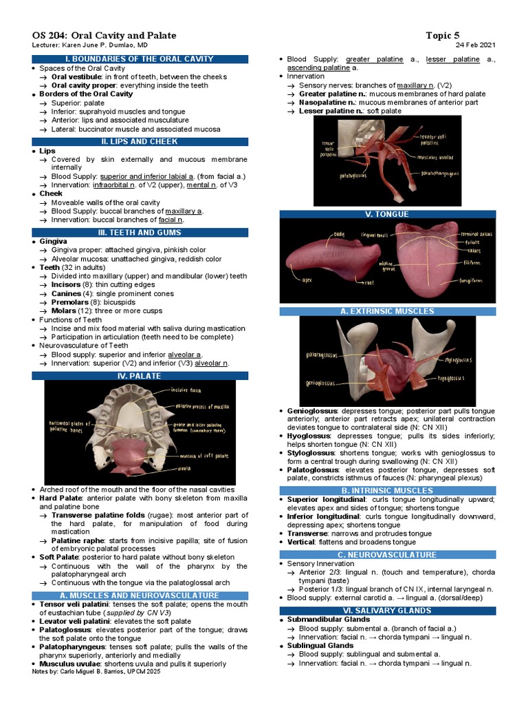 Oral Cavity and Palate | PDF | Tongue | Human Anatomy