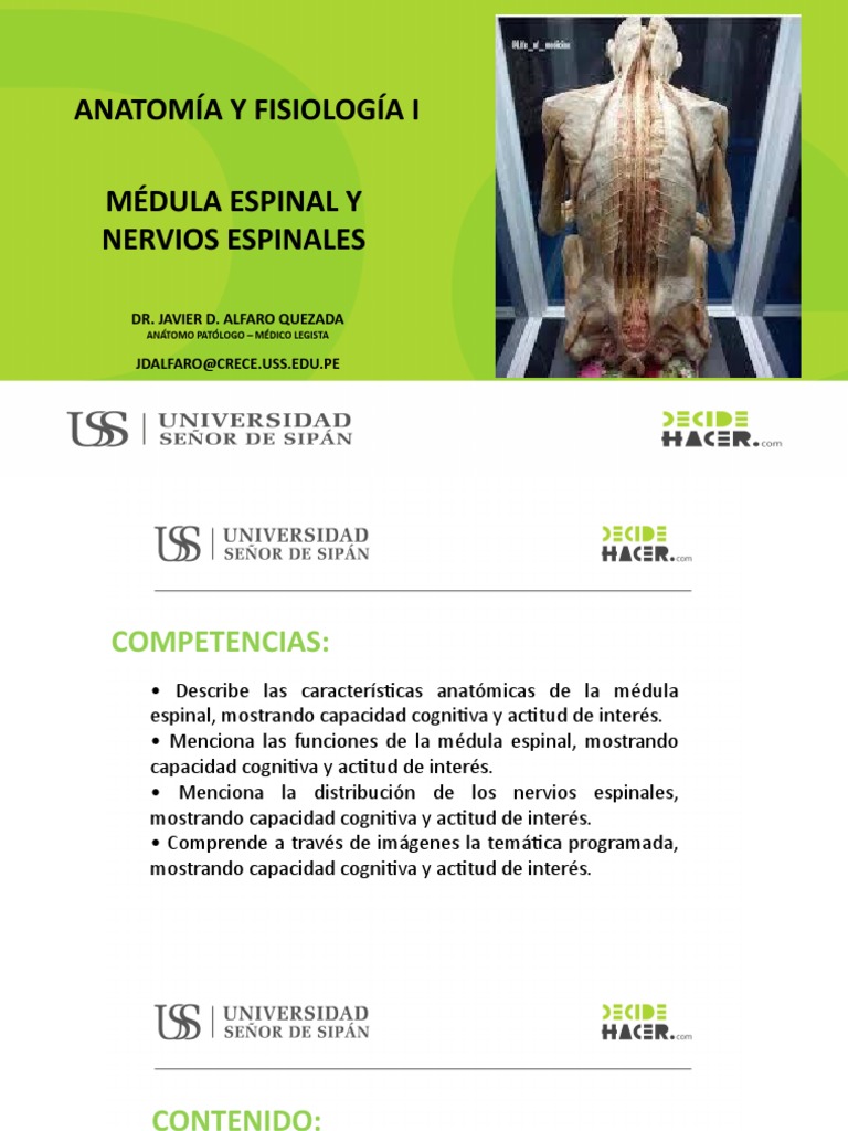 Médula Espinal | PDF | Médula espinal | Nervio
