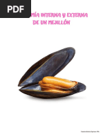 Anatomía del Calamar: Interna y Externa | PDF | Corazón | Sistema ...