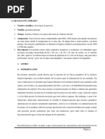 Ficha Técnica Del Pasto Imperial (Axonopus Scoparius, Hitchc) | PDF ...
