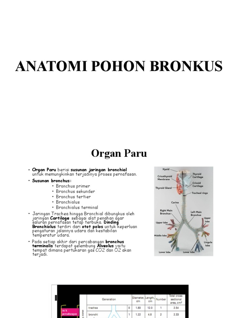 Anatomi Pohon Bronkus | PDF