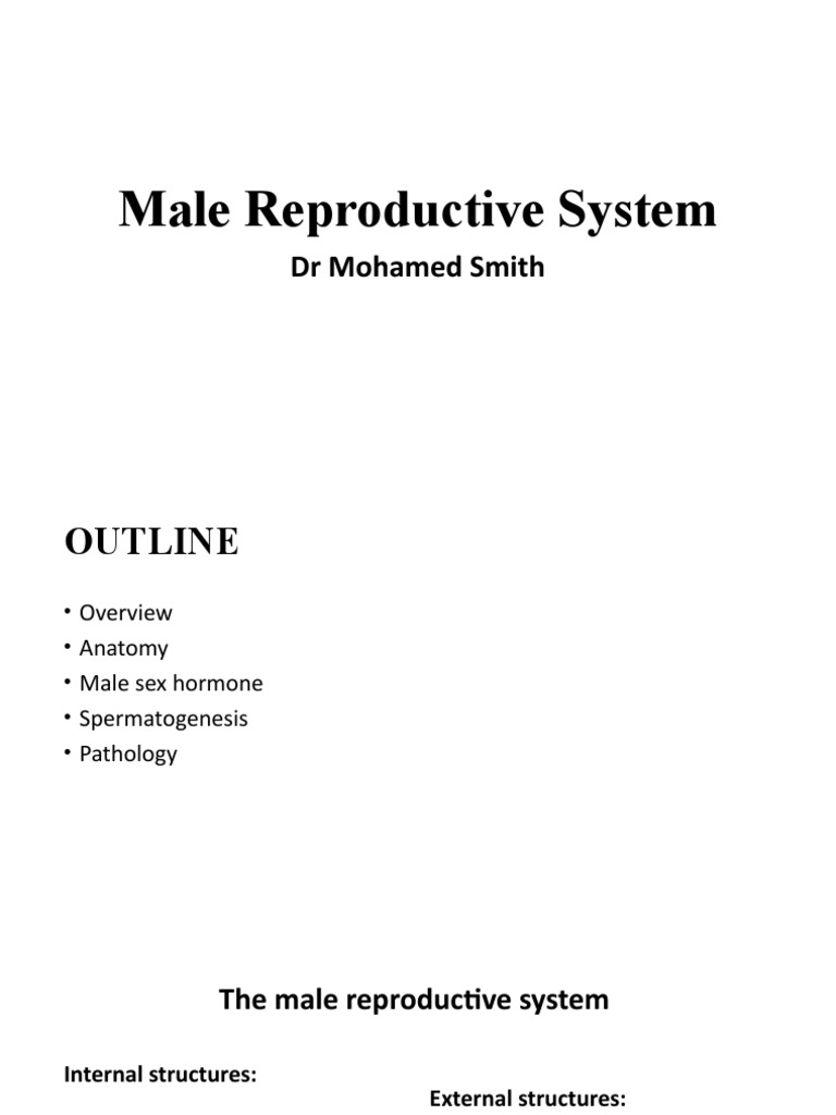 Male Reproductive System | PDF | Luteinizing Hormone | Testicle