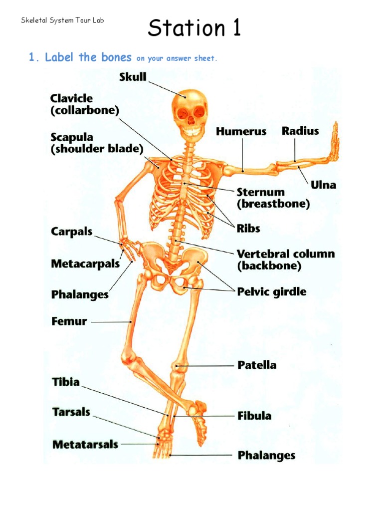 Skeletal System Tour Lab | PDF | Skeleton | Bone