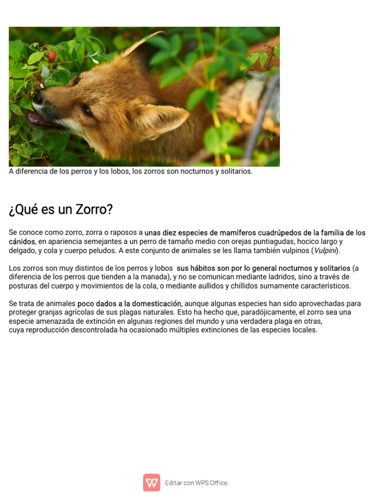 Zorros: Hábitos, Alimentación y Ciclo de Vida | PDF