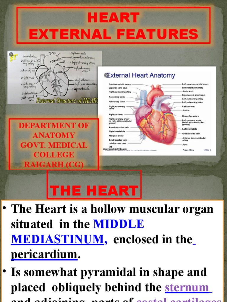 Anatomy of External Features of Heart | PDF | Atrium (Heart) | Heart