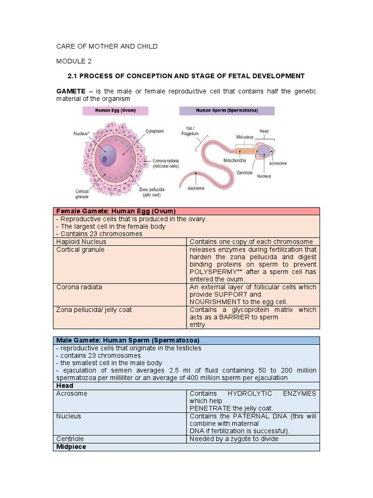 Module 2 - Process of Conception and Stage of Fetal Development | PDF ...