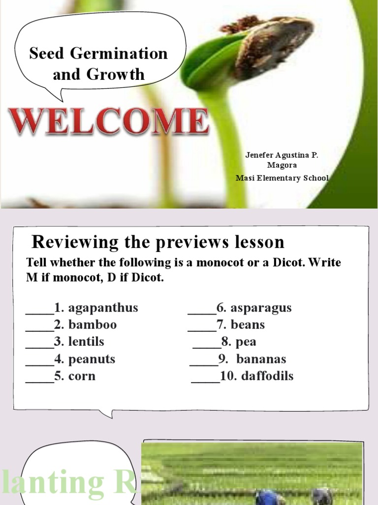 Seed Germination and Growth Overview | PDF