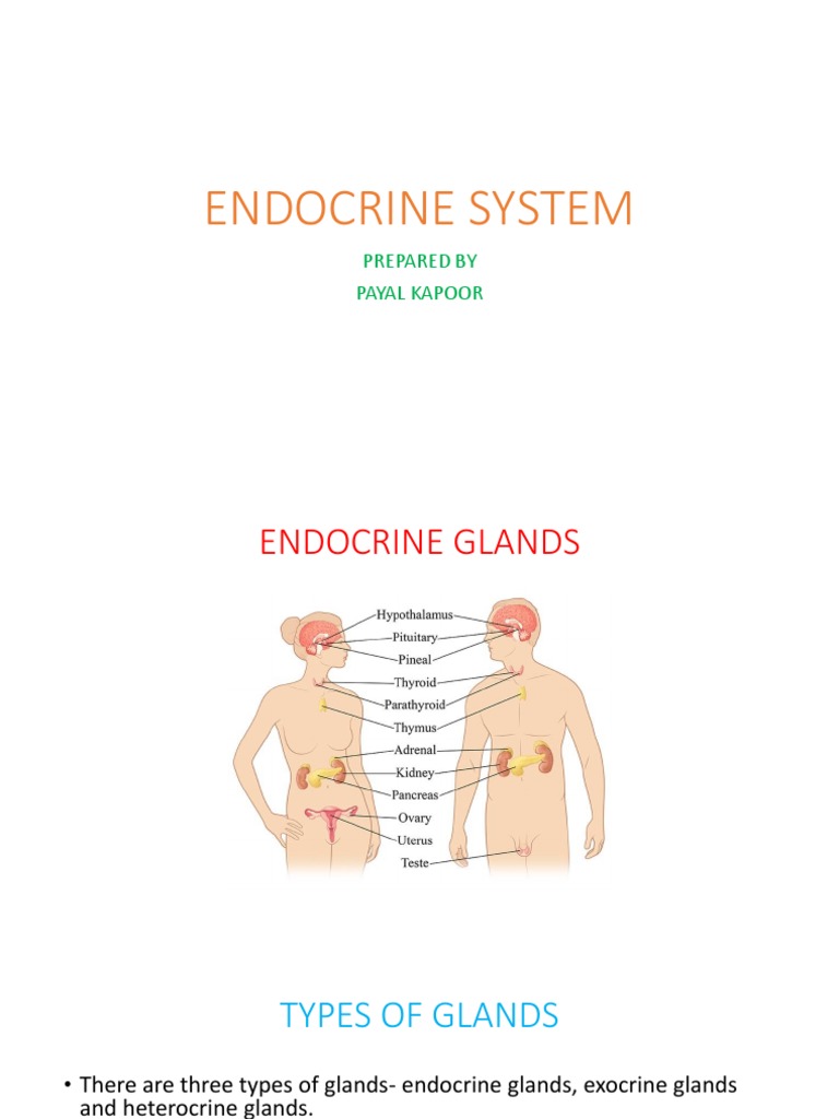 Endocrine System | PDF