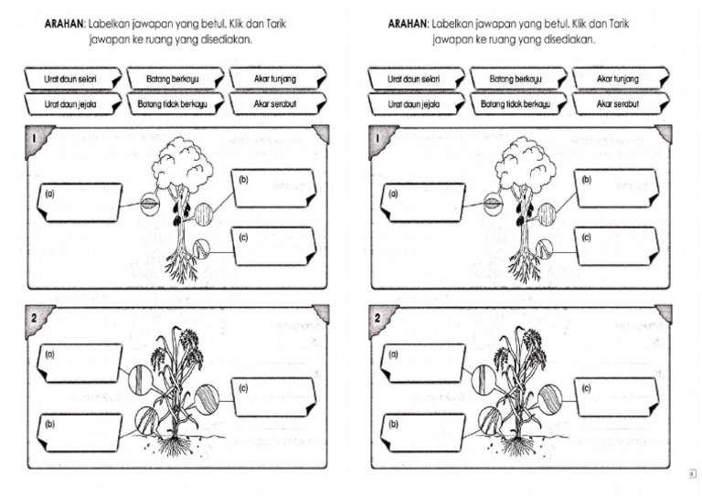 Sains Tahun 2 Tumbuhan | PDF