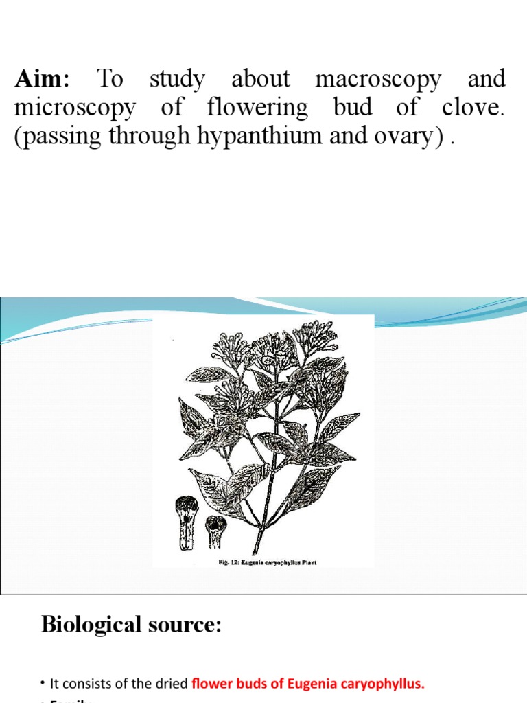 Macroscopy and Microscopy of Flowering Bud of Clove | PDF
