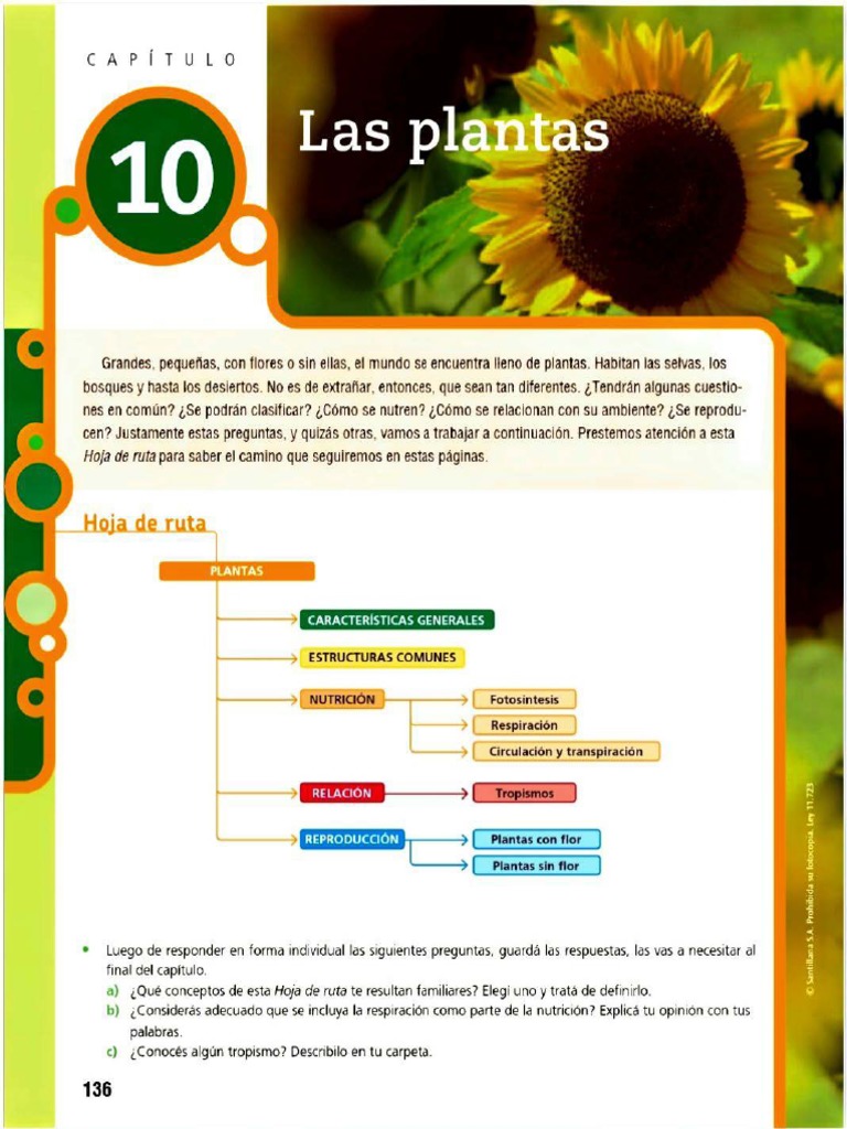 CsNat - Cap10.s en Línea. Las Plantas | PDF | Plantas | Fotosíntesis