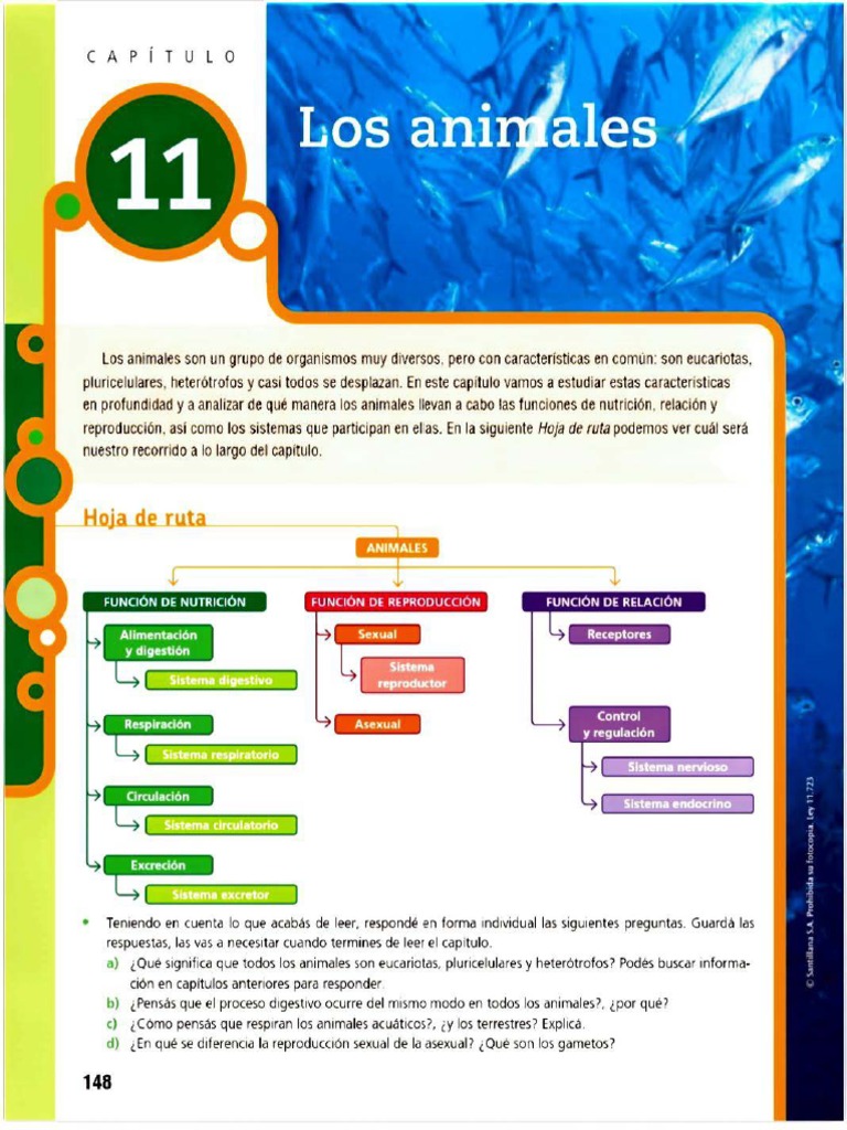 CsNat - Cap11.s en Línea. | PDF | Pulmón | Digestión