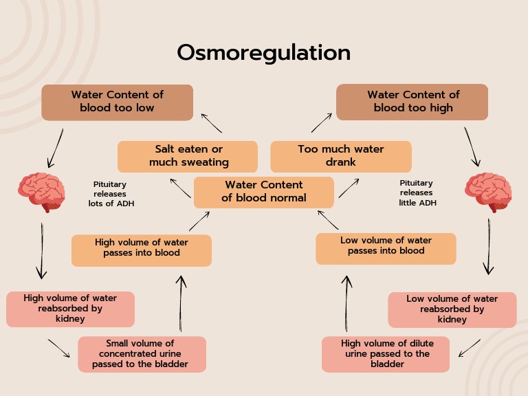 Osmoregulation | PDF