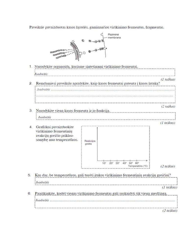 Fermentai. Uzduotys 11 KL | PDF