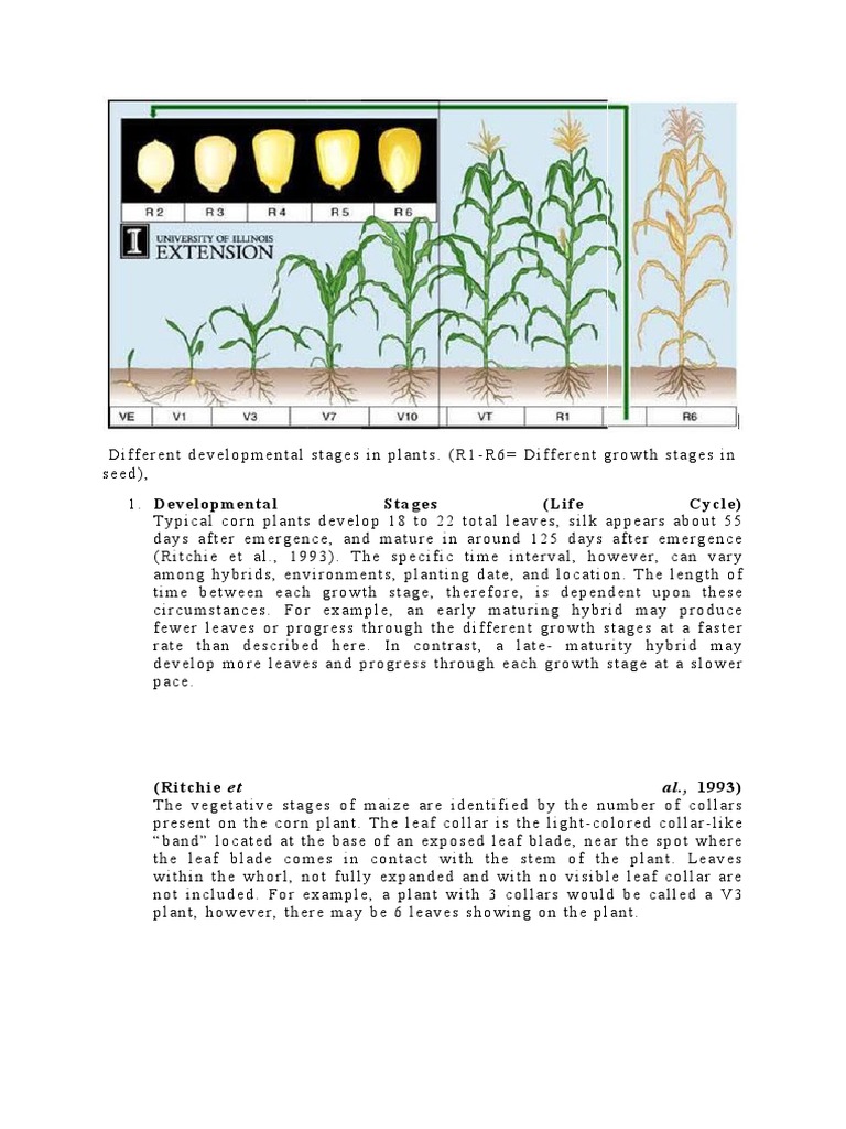 Different Developmental Stages in Maize | PDF