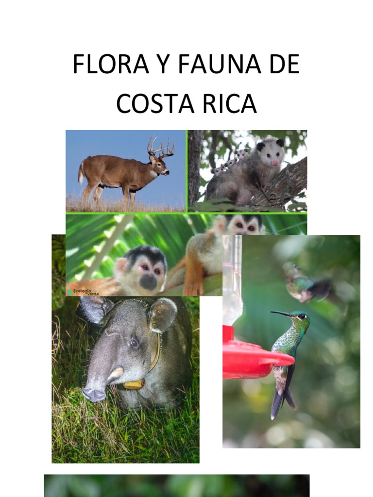 Flora y Fauna de Costa Rica | PDF