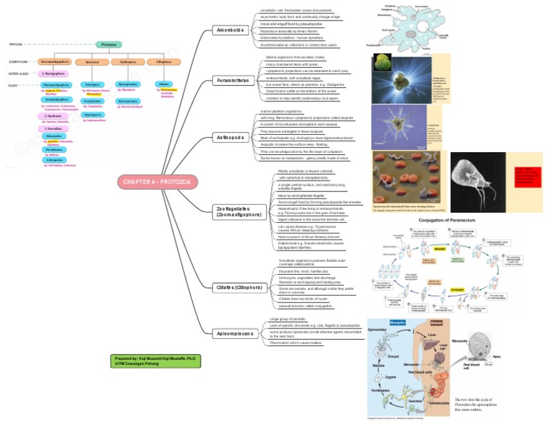 Mindmap Bio320 Chapter 4 Protist Protozoa | PDF | Protozoa | Eukaryotes