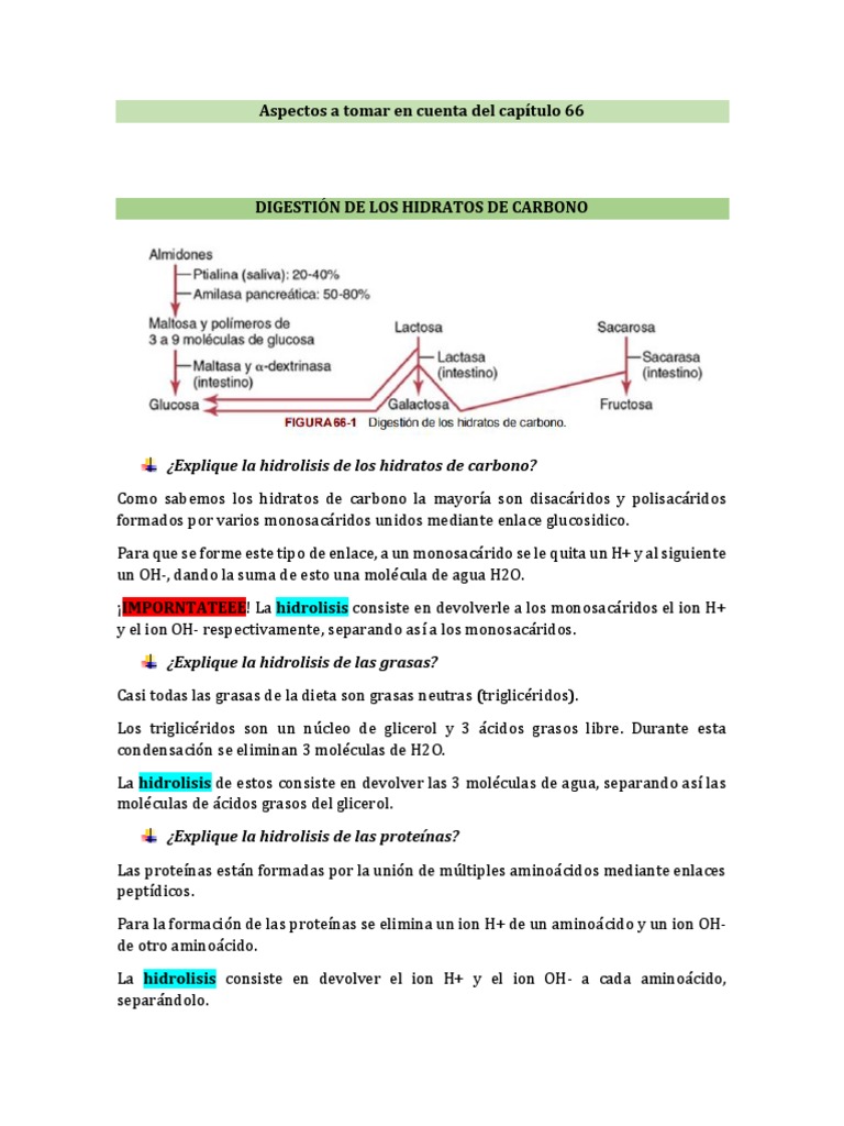 Digestión y Absorción de Nutrientes | PDF | Cocina, comidas y vino ...