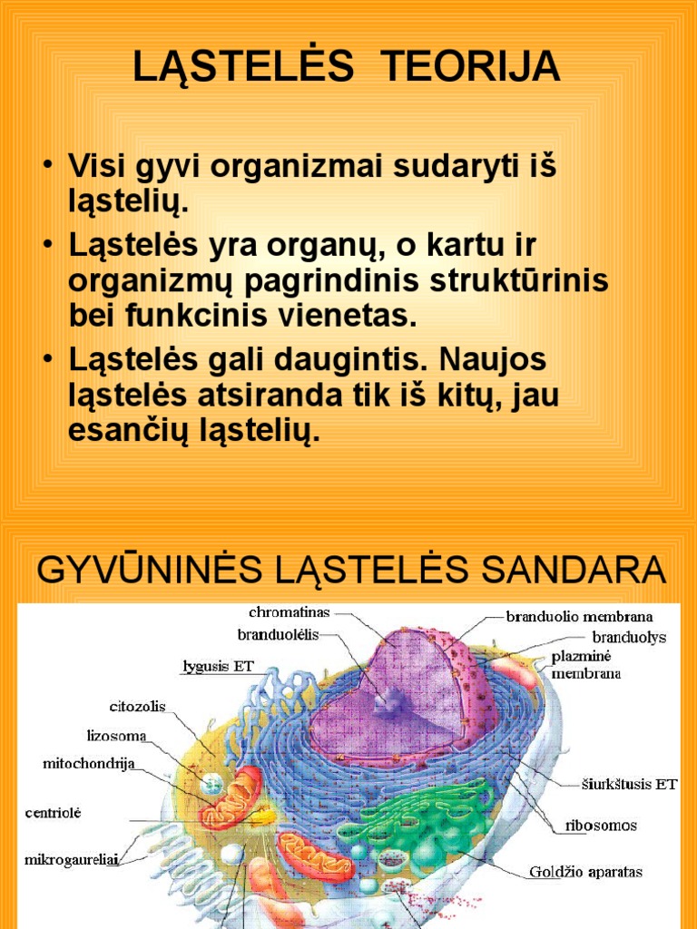 Lastele Skaidres 11 KL | PDF