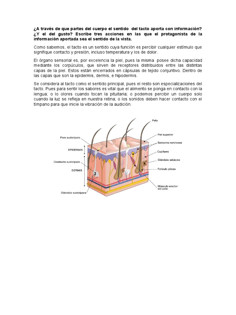 A Través de Que Partes Del Cuerpo El Sentido Del Tacto Aporta Con ...