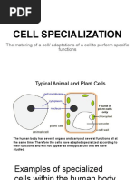 Specialised Animal Cells - Living Organisms - KS3 Biology - BBC ...
