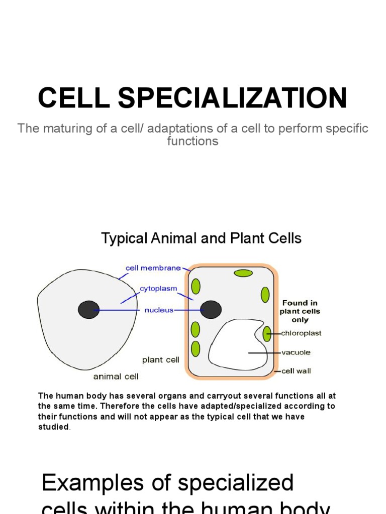 Cell Specialization | PDF
