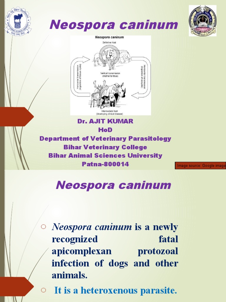 An Overview of the Life Cycle and Transmission of Neospora caninum ...