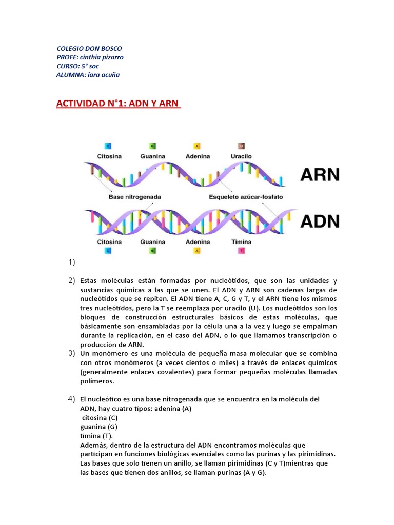 Estructura y Función del ADN y ARN | PDF | Adn | Rna