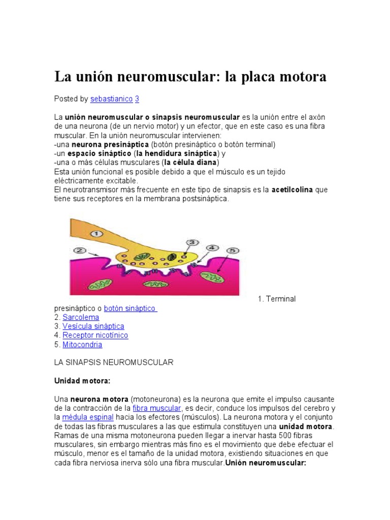 La placa motora: el punto de encuentro entre el sistema nervioso y ...