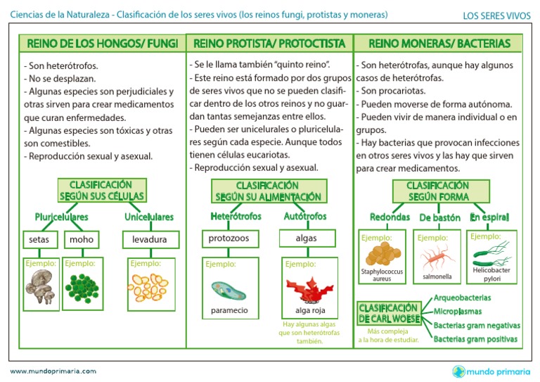 Reino de Los Hongos/ Fungi Reino Protista/ Protoctista Reino Moneras ...