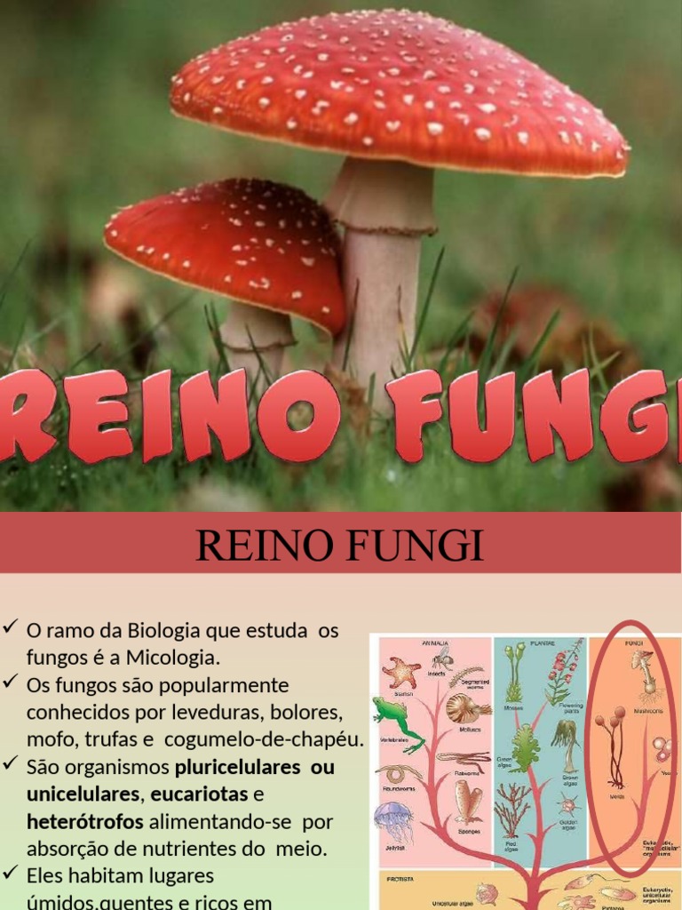 Aula Reino Fungi | PDF | Fungo | Plantas