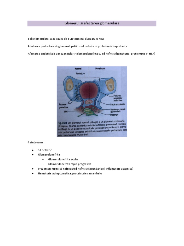 Glomerul Si Afectarea Glomerulara - Greucean Luz | PDF | Órgano ...