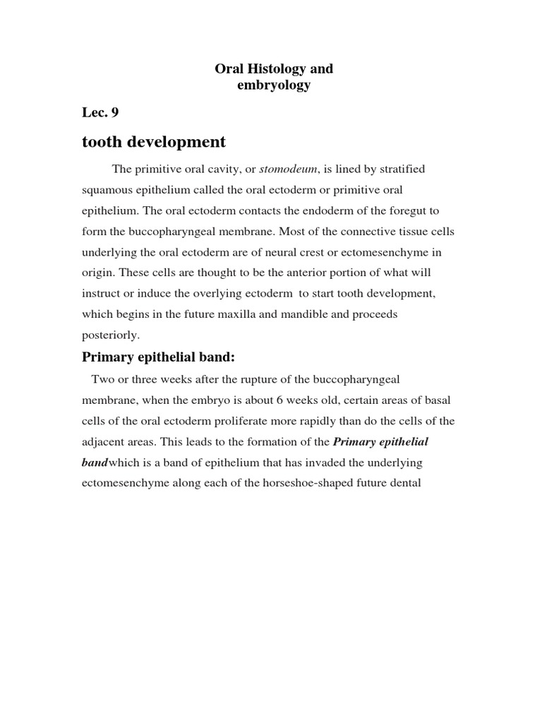 Lec 9 Pdf Human Tooth Epithelium